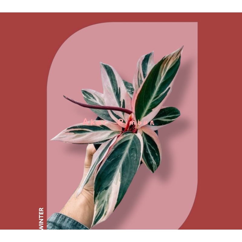 Jual tanaman calathea Bali/ tanaman calathea stromata/tanaman calathea ...