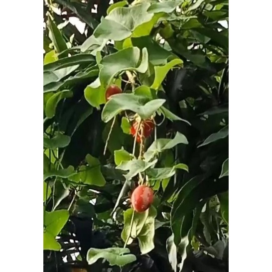 Jual aneka tanaman rambat, timun tikus, garlic vine dll | Shopee Indonesia