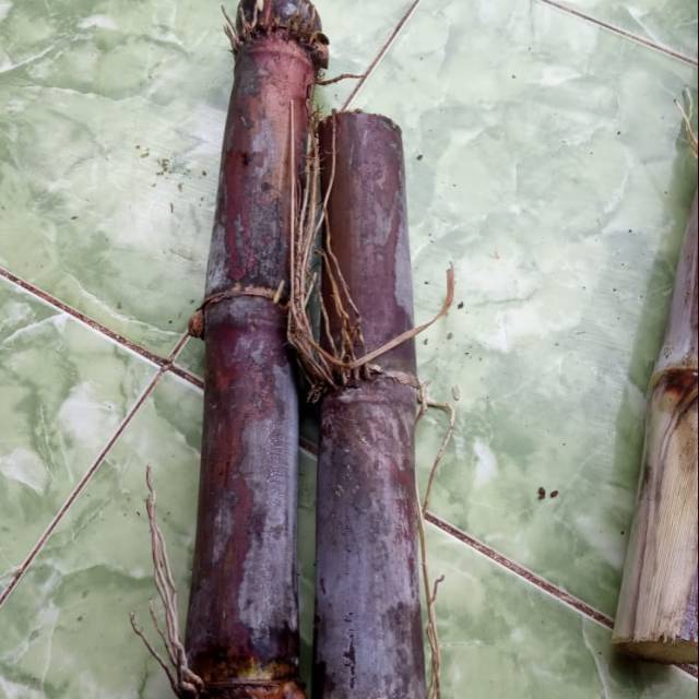 Jual Tebu manis | Shopee Indonesia