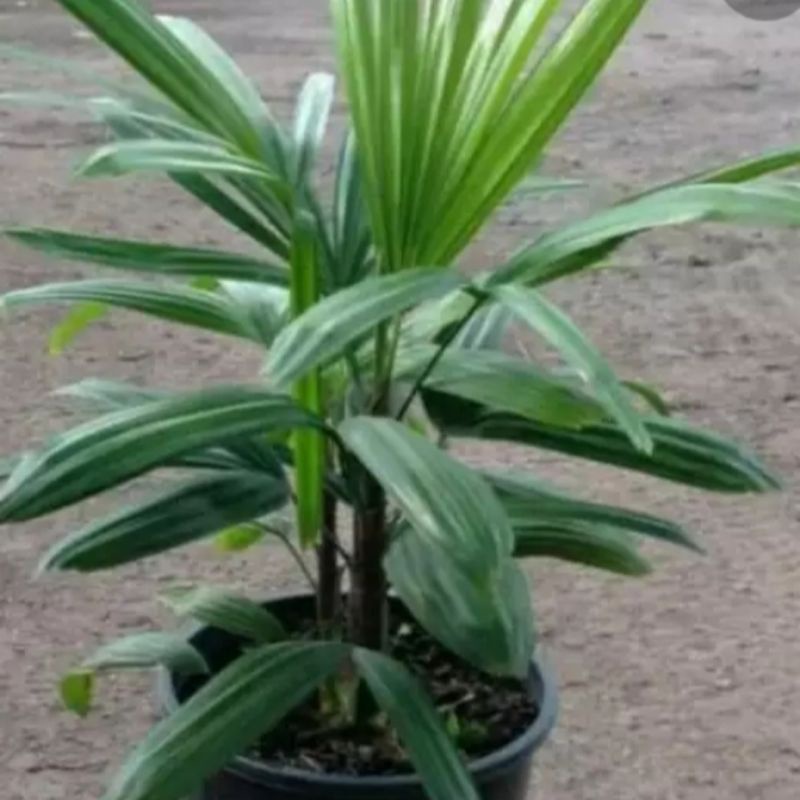 Jual jual tanaman hias indoor pohon palem waregu tanaman pohon palem ...