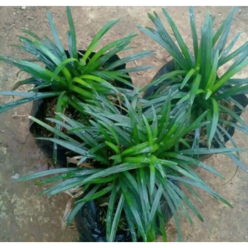 Jual tanaman kucai mini | Shopee Indonesia