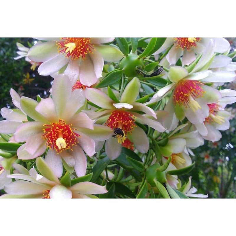 Jual Bunga lemon fine/ Tanaman Ora pronobis/ bunga nektar/ tanaman ...