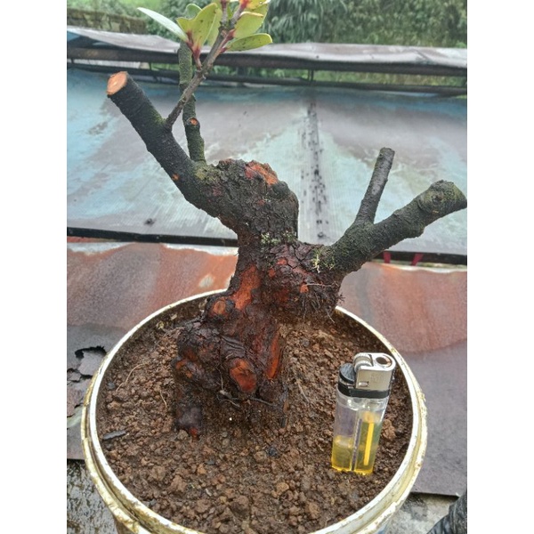 Jual bahan bonsai santigi gunung | Shopee Indonesia