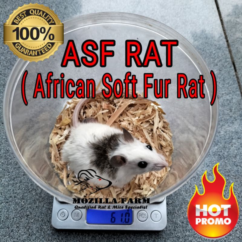 Jual ASF Rat / African Soft Fur Rat Size XL ( 51-70 Gram ) | Shopee ...