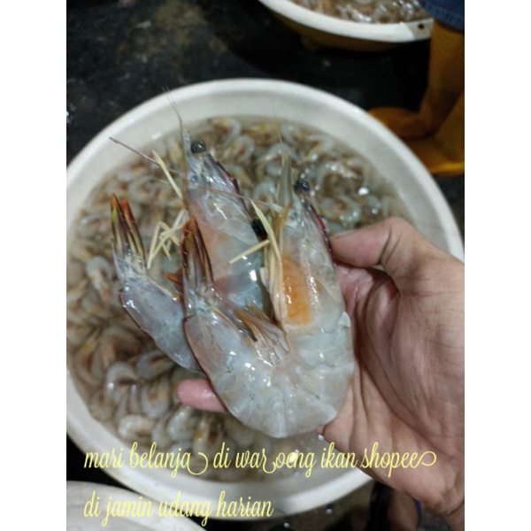Jual Udang Jerebung Segar Udang fresh harian udang laut size 50-60 ...