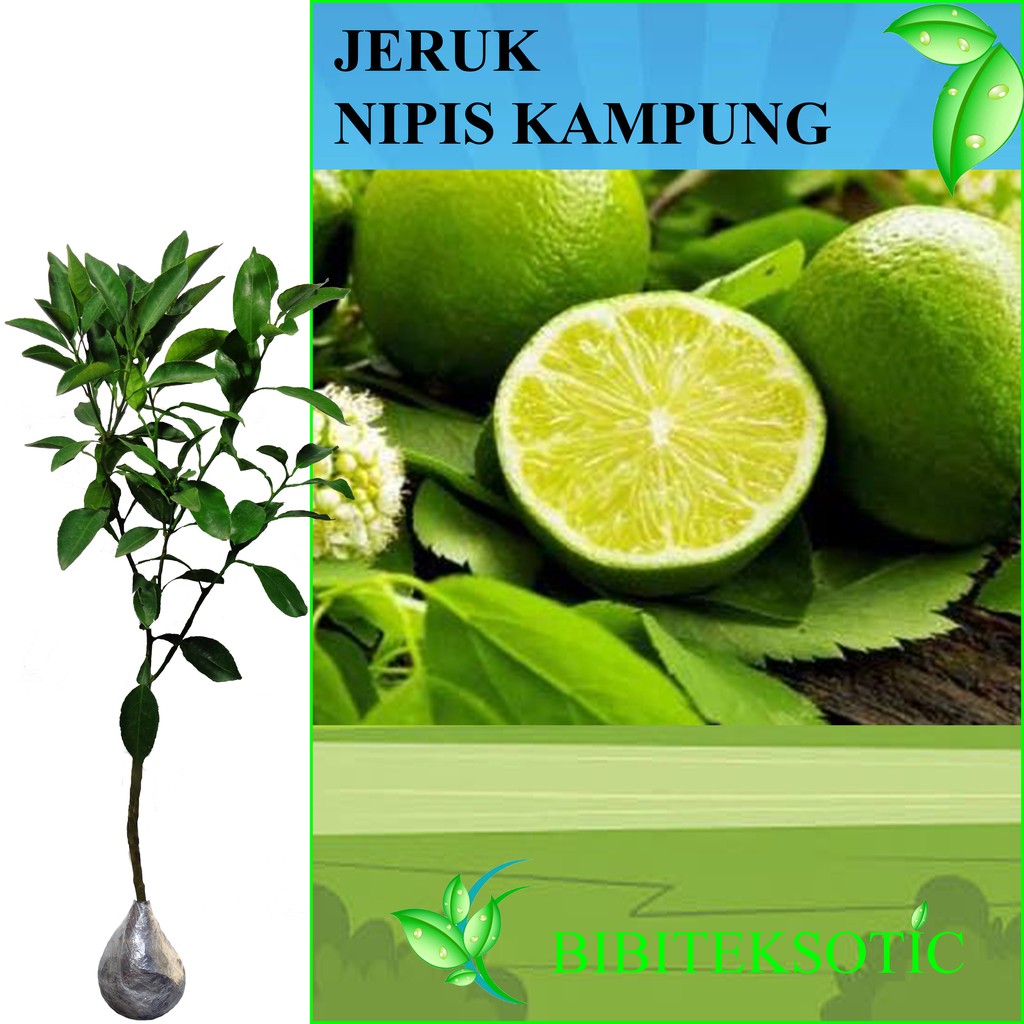 Jual Tanaman Jeruk Nipis Kampung (Tinggi 40-60 cm) | Shopee Indonesia Jual Tanaman Jeruk Nipis Kampung (Tinggi 40-60 cm) | Shopee Indonesia