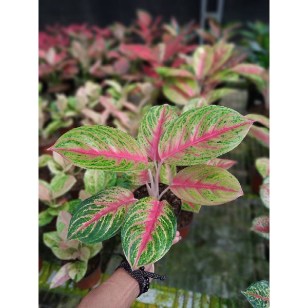 Jual Aglaonema Andini Rumpun | Adini | Daun Jumbo | Rimbun | Akar ...