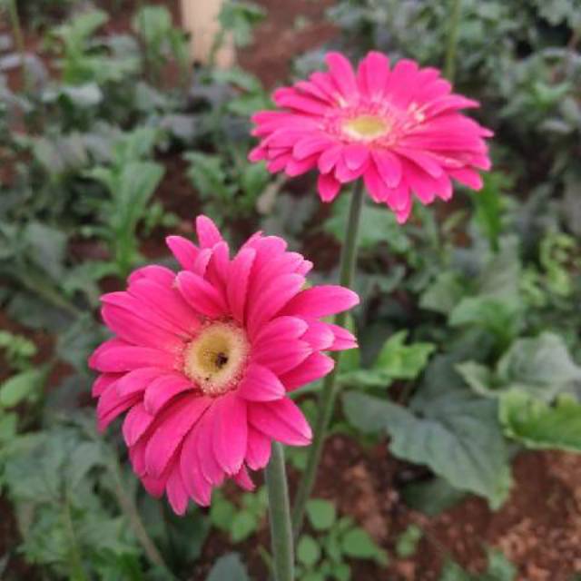 Jual Bibit bunga gerbera holland murah | Shopee Indonesia