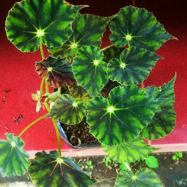 Jual Bunga begonia batik bintang/begonia cleopatra | Shopee Indonesia