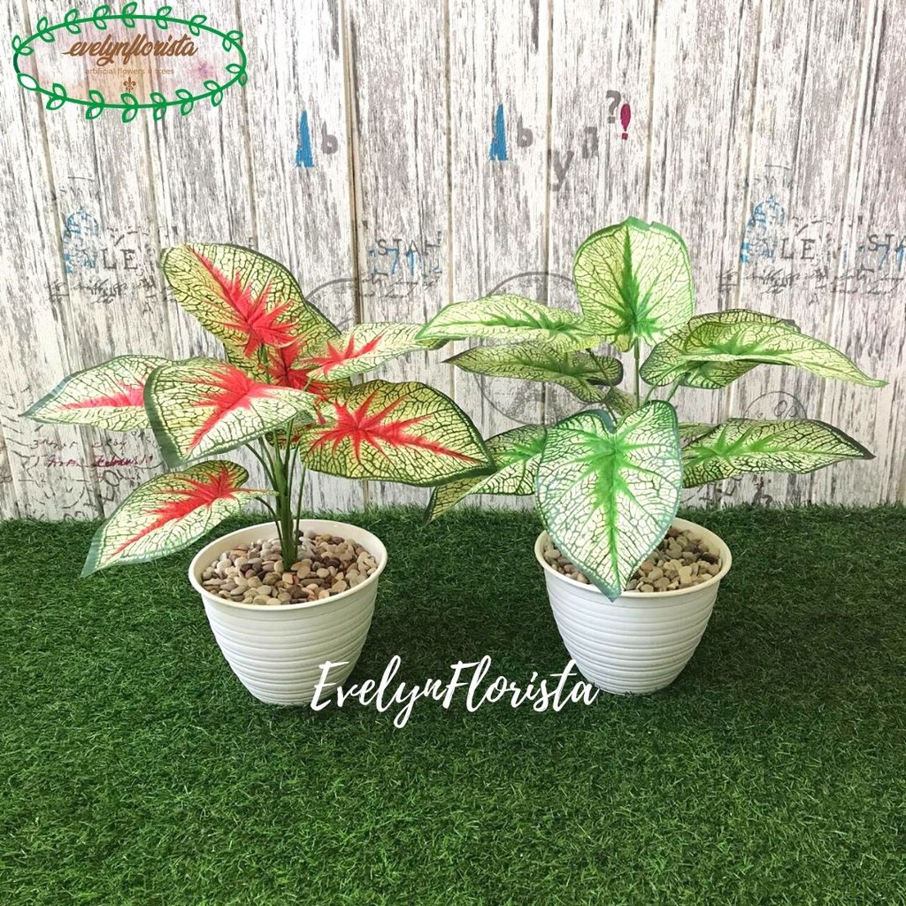 Jual Pohon Artificial Daun Sri Rejeki Pot Tawon Putih Tanaman Imitasi ...