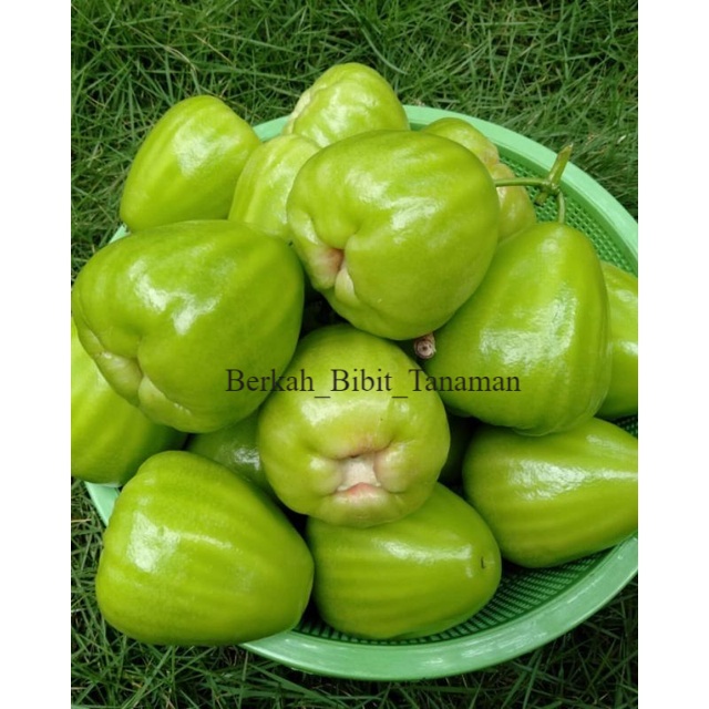 Jual BIBIT JAMBU AIR CINCALO TEBU OKULASI LEBIH LEBIH CEPAT BERBUAH ...