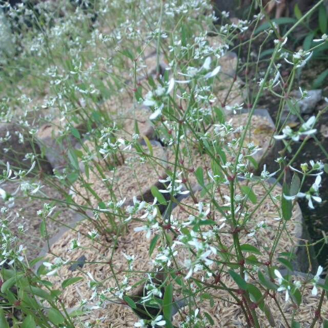 Jual tanaman hias Bunga tumpah beras euphorbia diamond | Shopee Indonesia