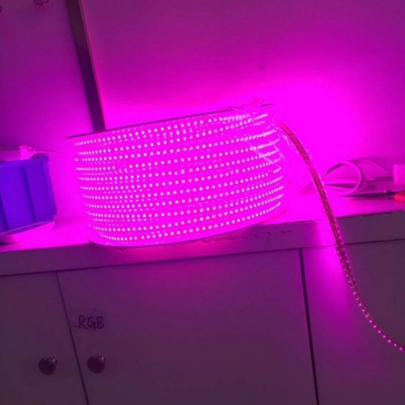 Jual Lampu LED STRIP 100 Meter SMD 5050-60D Waterproof AC 220V indoor ...