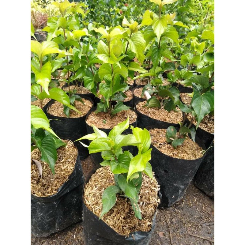 Jual bunga suko betet tanaman hias | Shopee Indonesia