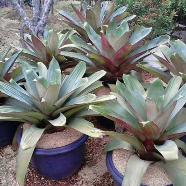 Jual Bromelia giant besar | Shopee Indonesia