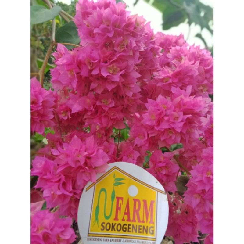Jual New Tanaman Hias Bugenvil Bunga Kertas Pink Kriwil Shopee