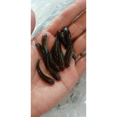 Jual Bibit Ikan Gabus Ukuran 4-5 cm Full Pellet Kualitas Grade A ...