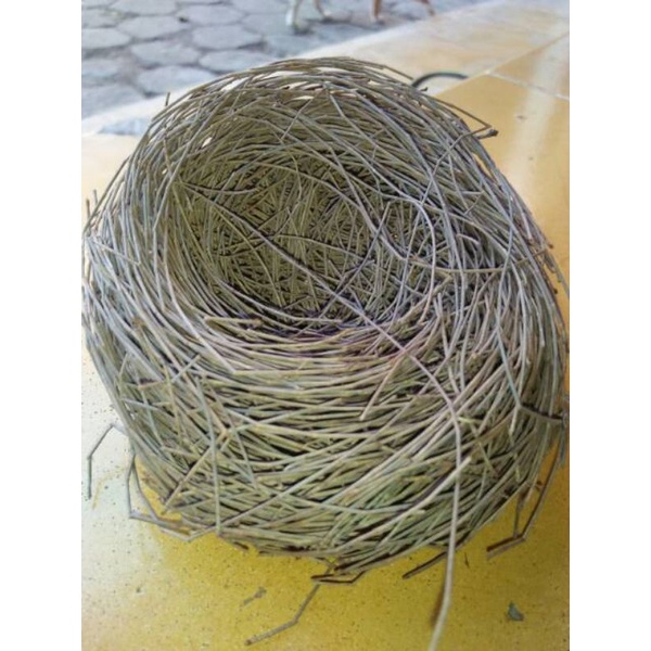 Jual susoh manuk daun pinus kering | Shopee Indonesia