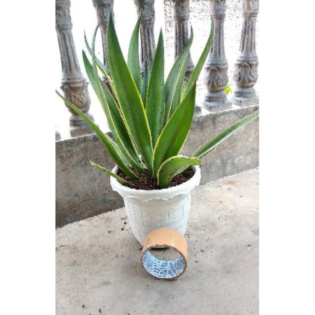 Jual Tanaman hias agave - siklok- sansivera duri [ BISA COD ] | Shopee ...