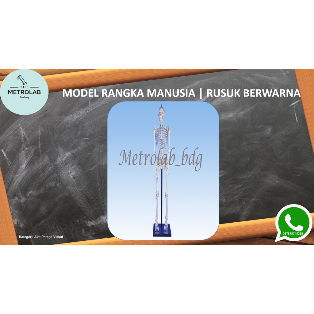 Jual Model Rangka Manusia | Human Skeleton Model | Rusuk Berwarna ...