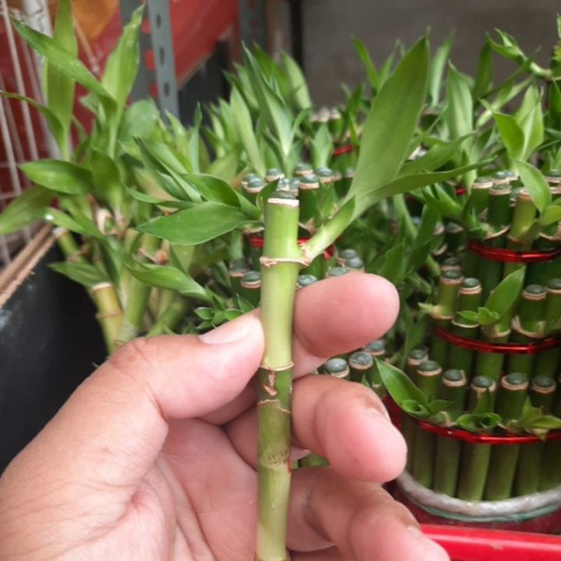 Jual bambu hoki/bambu sri rejeki/lucky bamboo | Shopee Indonesia