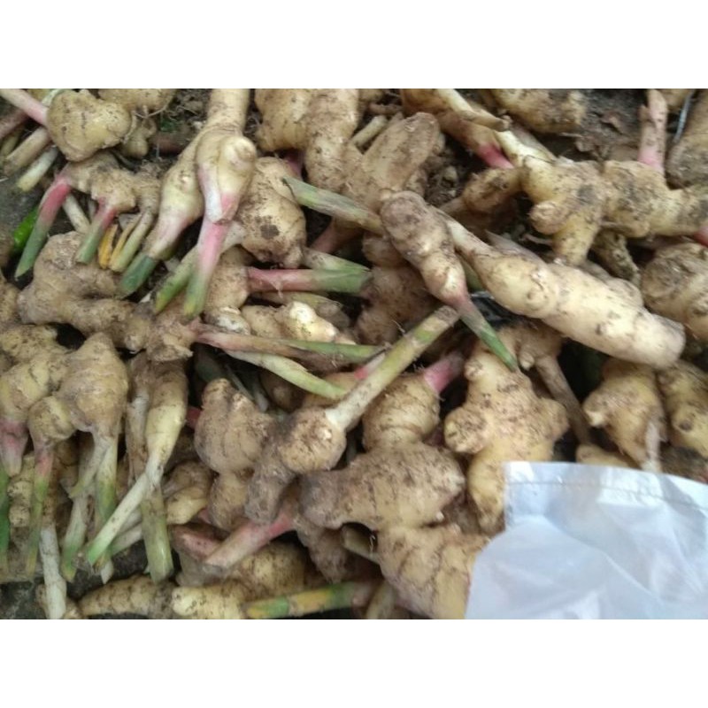 Jual JAHE MUDA UNTUK MANISAN 1000g | Shopee Indonesia