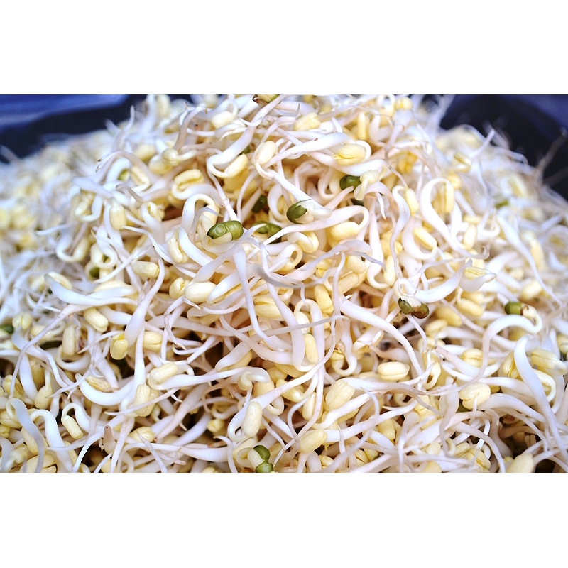 Jual TAUGE / 0,5 Kg | Shopee Indonesia
