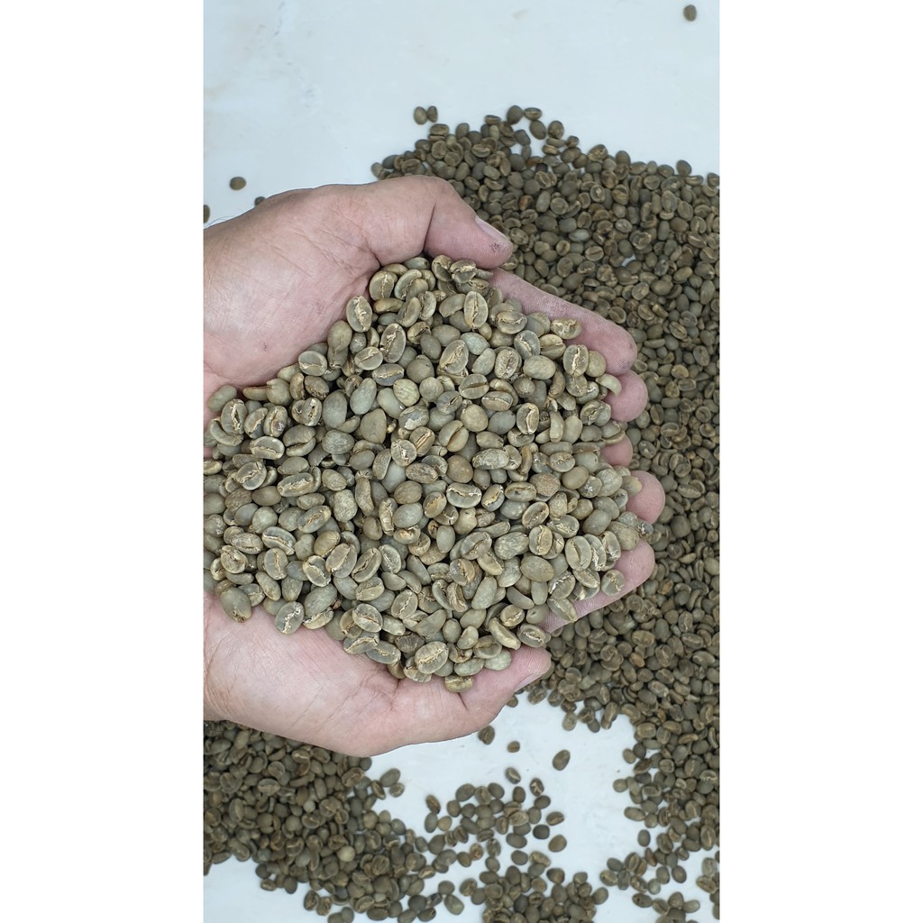 Jual Kopi Arabika Green Bean Toraja Kalosi 1kg Grade 1 Mattin Coffee ...