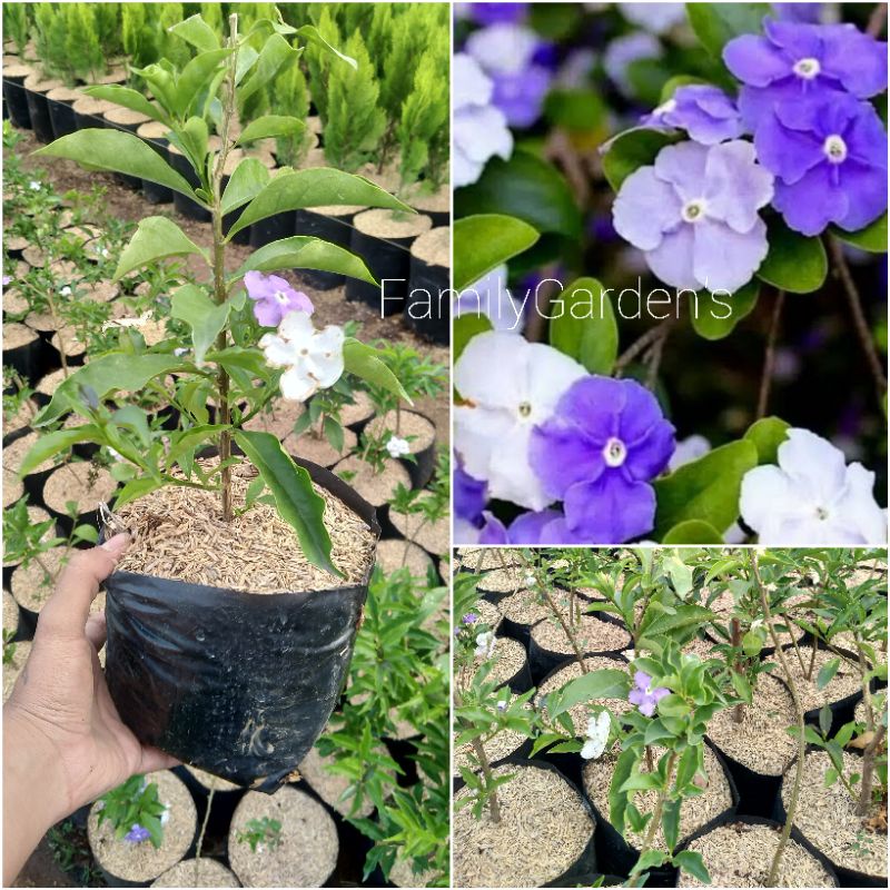 Jual Tanaman Hias Melati Costa | Shopee Indonesia