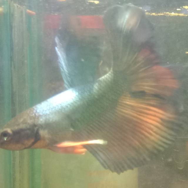 Jual Ikan cupang s layer | Shopee Indonesia