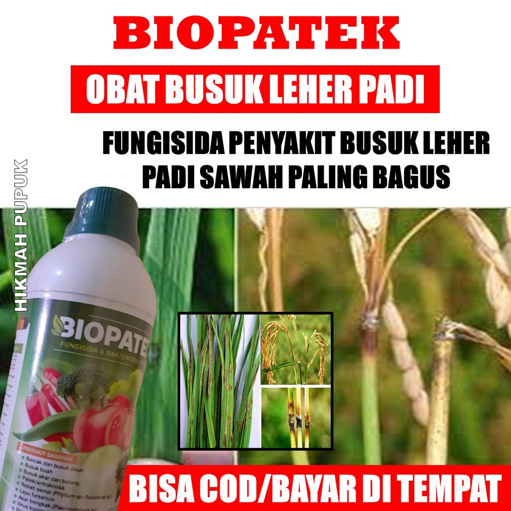Jual OBAT BUSUK LEHER PADI BIOPATEK isi 500 ml - OBAT Mengobati Hama Blast Dan Patah Leher Pada ...