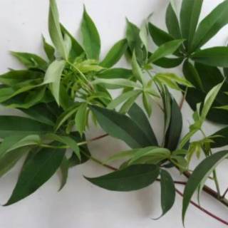 Jual 5 batang DAUN RANDU SEGAR DAUN KAPUK DAUN HERBAL PER DAUN ...