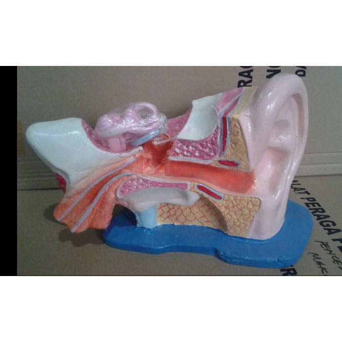 Jual Alat Peraga Model Telinga | Shopee Indonesia