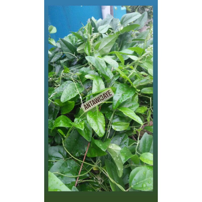 Jual Daun Cincau Rambat Paket 1 Liter | Shopee Indonesia