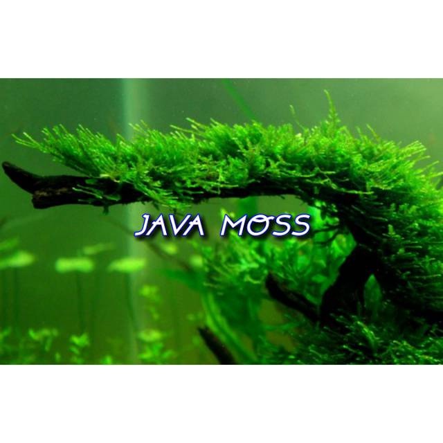 Jual MOSS JAVA MOSS TANAMAN LUMUT AQUASCAPE | Shopee Indonesia