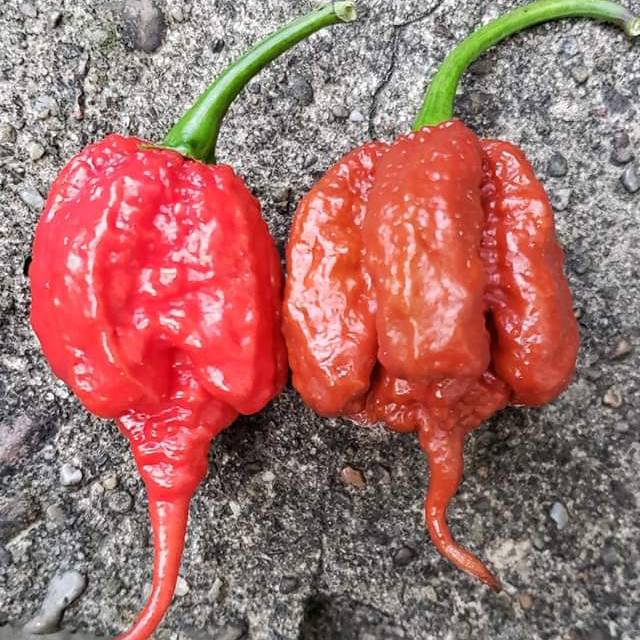 Jual carolina reaper red | Shopee Indonesia