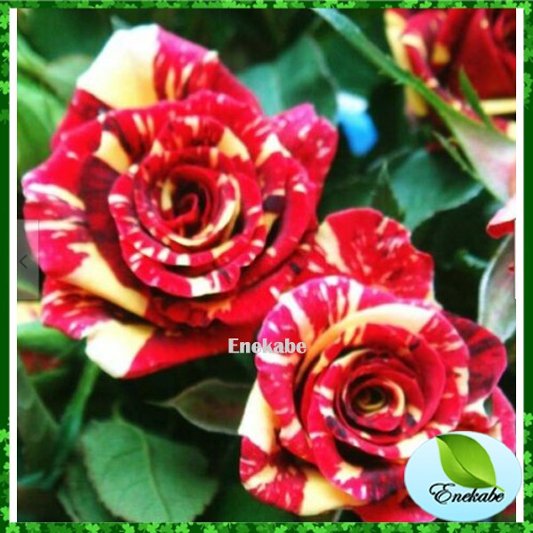 Jual Biji Mawar Langka Bibit Bunga Mawar Benih Bunga Rose Langka Per ...