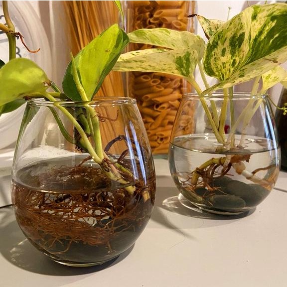 Jual Vas Bunga Kaca Minimalis Pot Tanaman Air Botol Hidroponik Unik ...