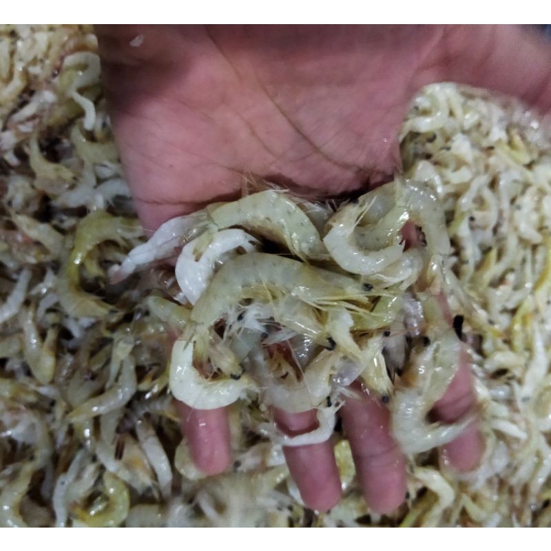 Jual Udang Sayur Segar Fresh Frozen Harian 1Kg / Udang Fresh Segar ...