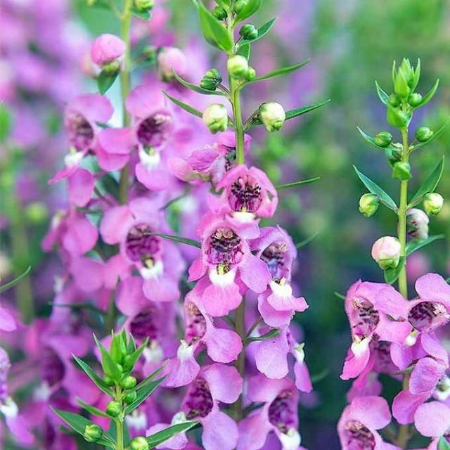 Jual Tanaman Hias Lavender / Angelonia angustifolia | Shopee Indonesia