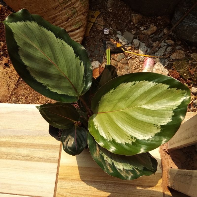 Jual tanaman hias calathea corona/tanaman hias calathea corona | Shopee ...