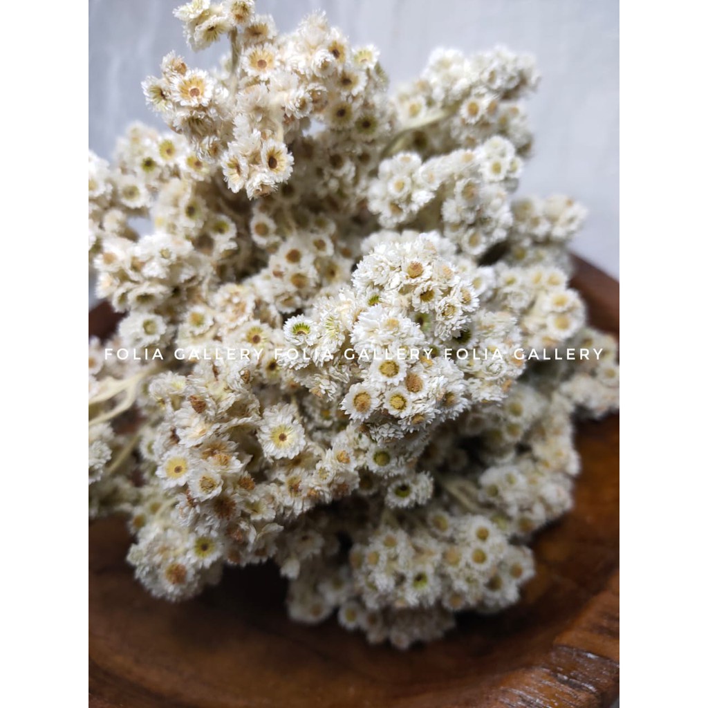 Jual FG-BUNGA EDELWEIS BUDIDAYA/BUNGA EDELWEIS KERING/BUKET/DEKORASI ...