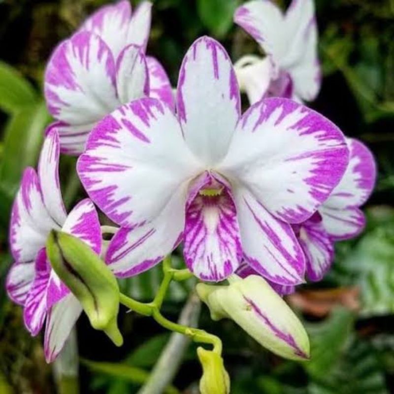 Jual NEWW dendrobium enobi (anggrek mini) | Shopee Indonesia