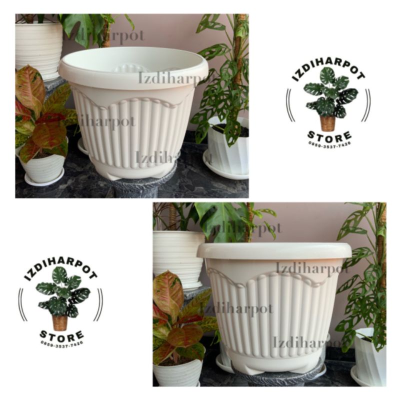 Jual pot bunga tanaman shallom Mio 50 putih - JUMBO MIO 50 PUTIH ...