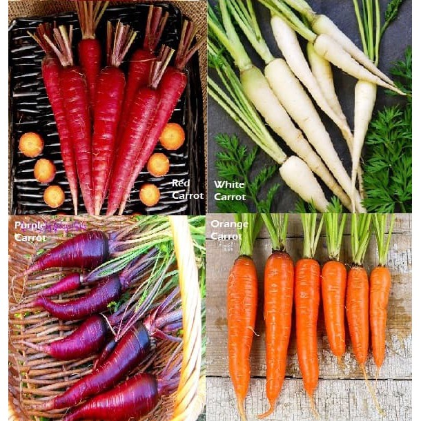 Jual Paket Hemat Bibit / Benih Biji Sayur Wortel Unik Isi 4 Jenis Warna ...