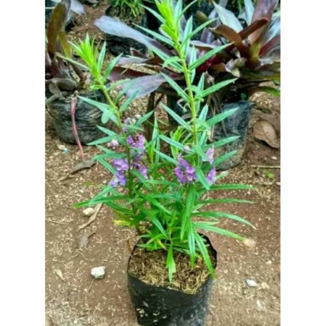 Jual Tanaman Hias Bunga Lavender / Angelonia angustifolia | Shopee ...