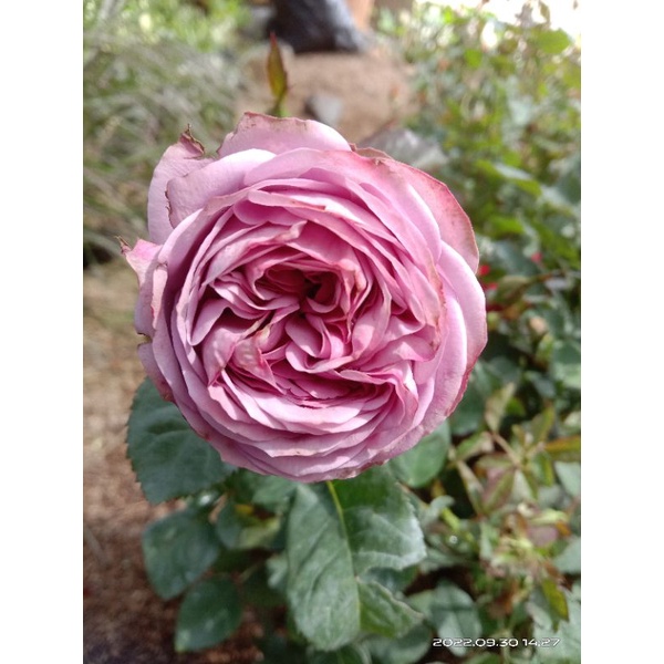 Jual ( BISA COD ) PROMO! Tanaman Hias Bunga Mawar Rimbun Varian Warna ...