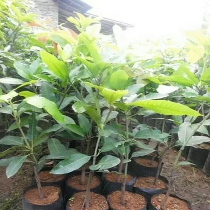 Jual oke! Paket 10 bibit tanaman hidup buah mangga yuen ju4l | Shopee ...