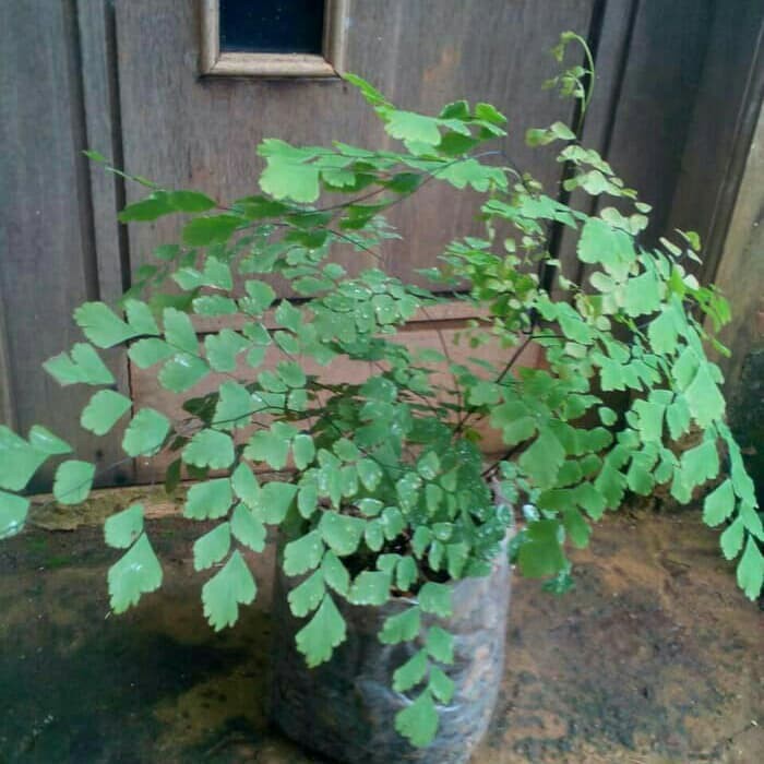 Jual Tanaman Hias Suplir - Pohon Suplir | Shopee Indonesia