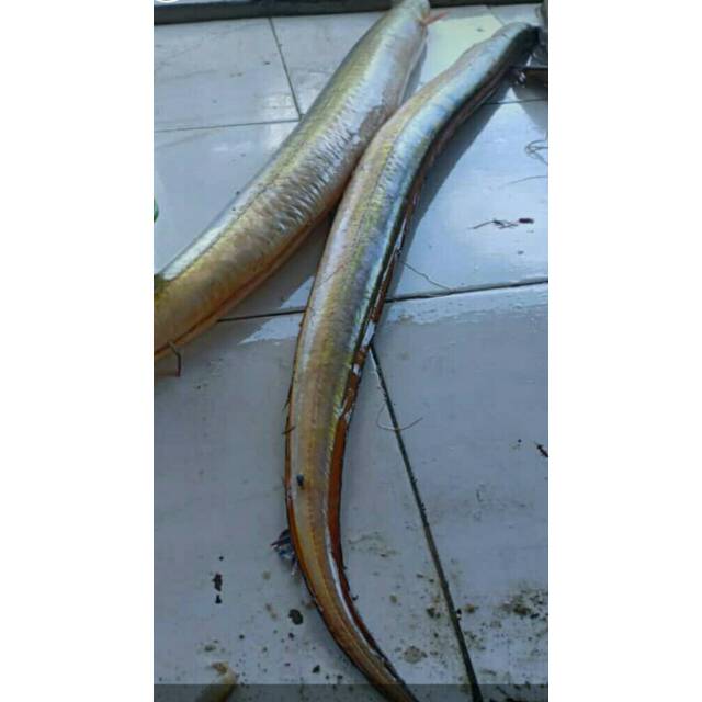 Jual Belut laut per kg | Shopee Indonesia